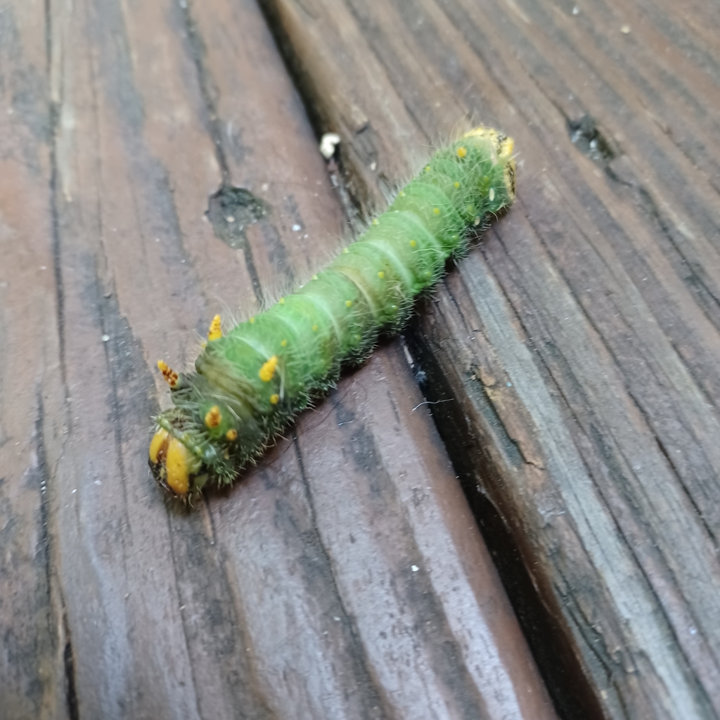 Imperial Moth from Cave Spring, VA 24018, USA on October 3, 2023 at 02: ...