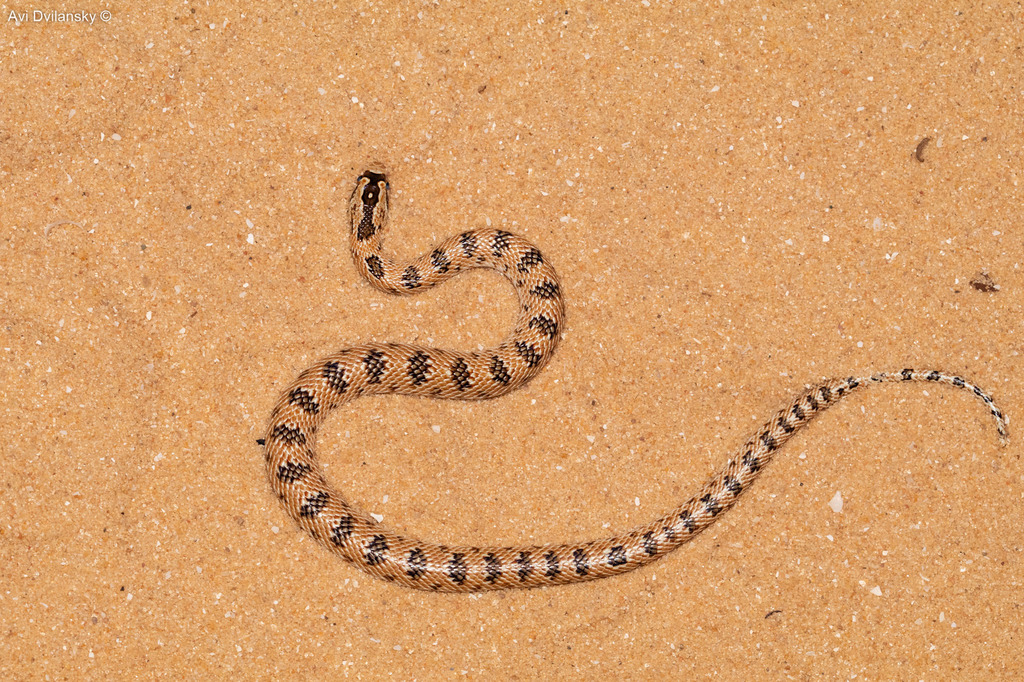 Awl-headed Snake from Ashdod, Israel on October 1, 2023 at 10:00 PM by ...