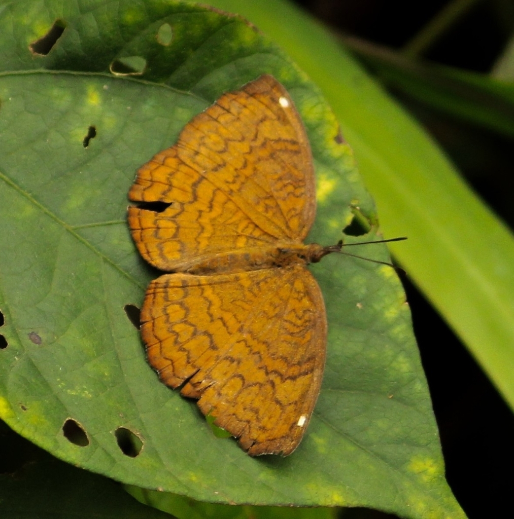 Common Castor Butterfly from 6FQQ+6MV, Kodaikanal, Tamil Nadu 624101 ...