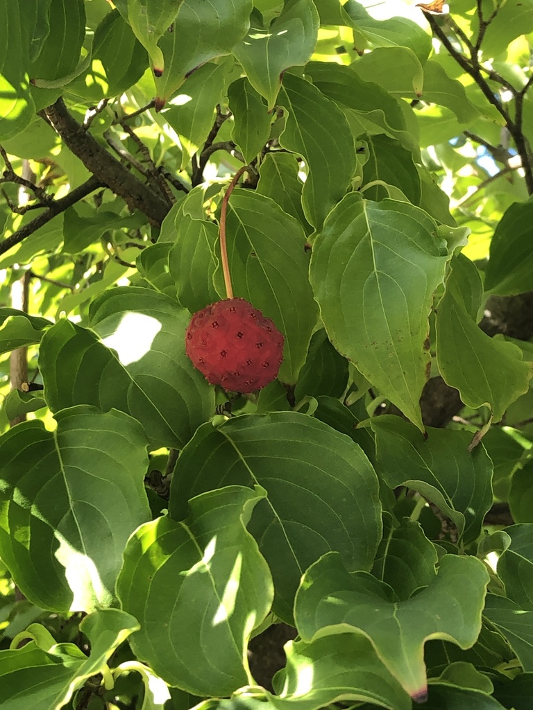 kousa dogwood from George Mason University, Fairfax, VA, US on October ...