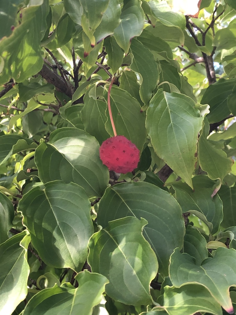 kousa dogwood from George Mason University, Fairfax, VA, US on October ...
