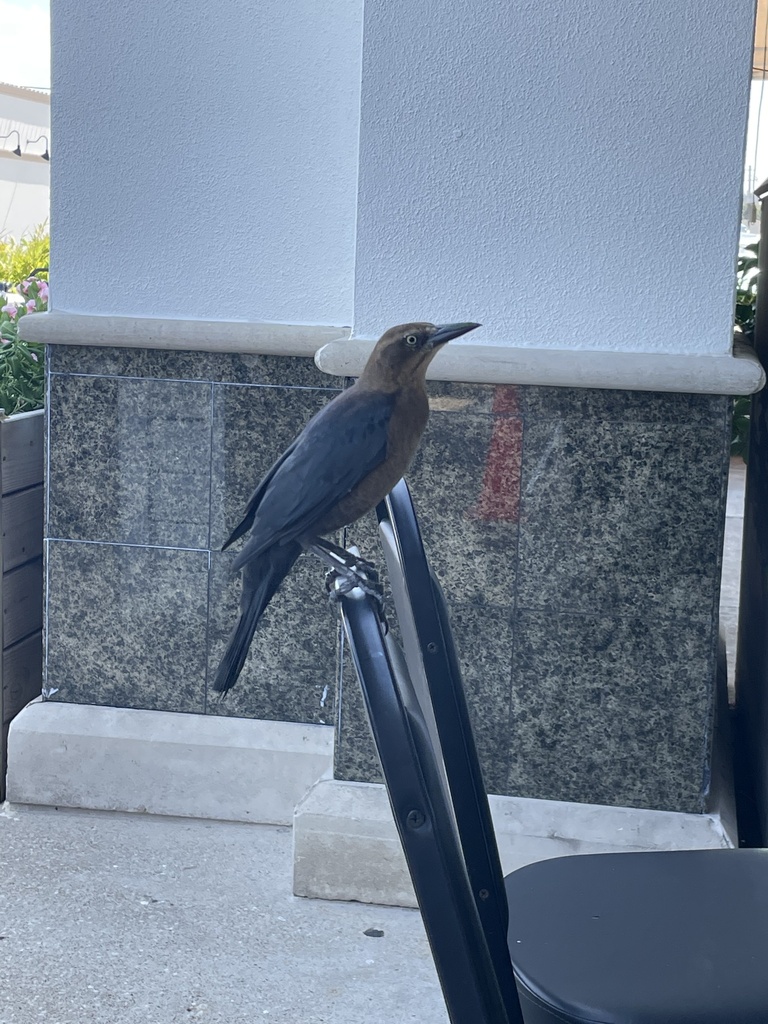 Typical Grackles from Rogerdale Rd, Houston, TX, US on October 2, 2023 ...