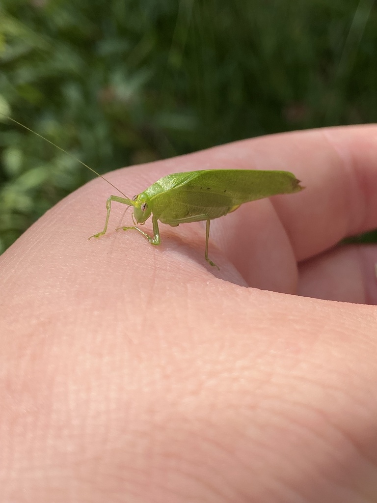 Modest Katydid from Huntsman Way, Potomac, MD, US on October 3, 2023 at ...