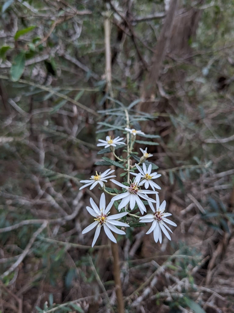 Asthma Bush from South Hobart TAS 7004, Australia on October 4, 2023 at ...