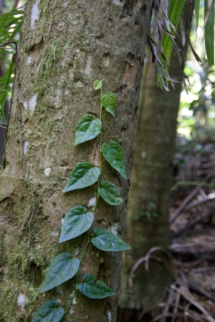 Australian Pepper Vine from Tamborine National Park, Tamborine Mountain ...