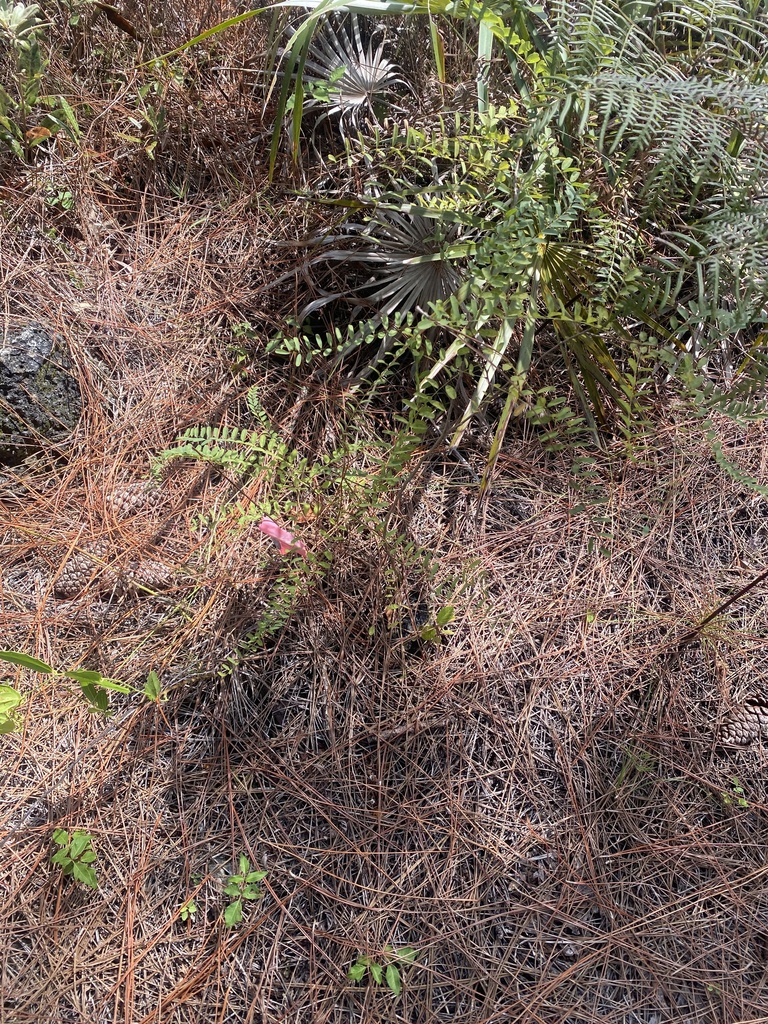 Crenulate Leadplant in October 2023 by bukagebe · iNaturalist