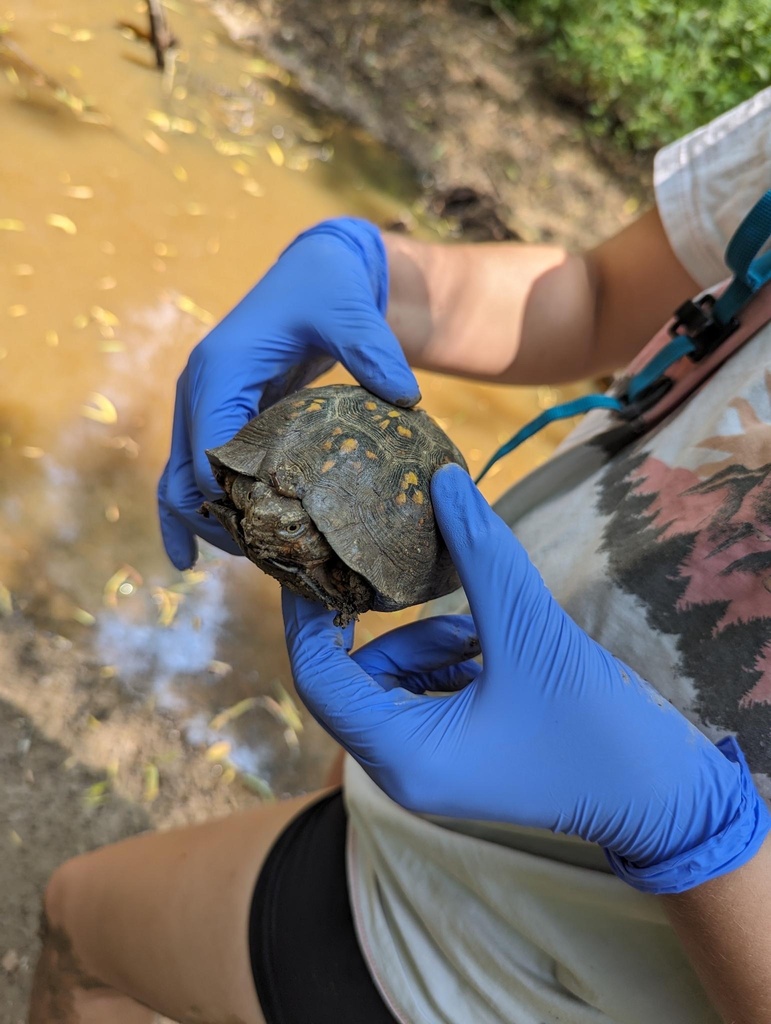 Eastern Box Turtle In June 2023 By Olivia Hodgson INaturalist eastern-box-turtle-in-june-2023-by-olivia-hodgson-inaturalist