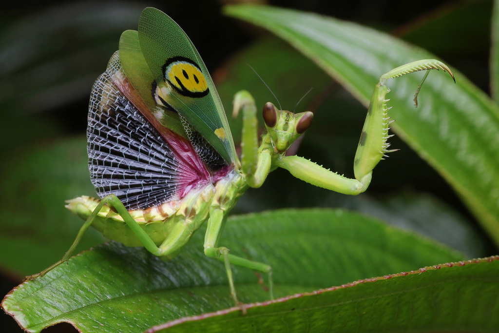 Jeweled Flower Mantis from 香港薄扶林水塘 on September 17, 2023 by Yifei Huang ...