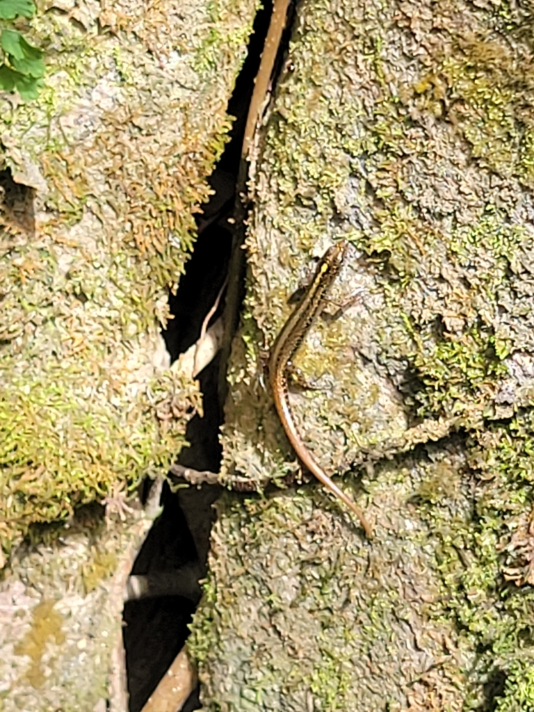 Moth Skink from Hawaii County, US-HI, US on October 3, 2023 at 01:03 PM ...
