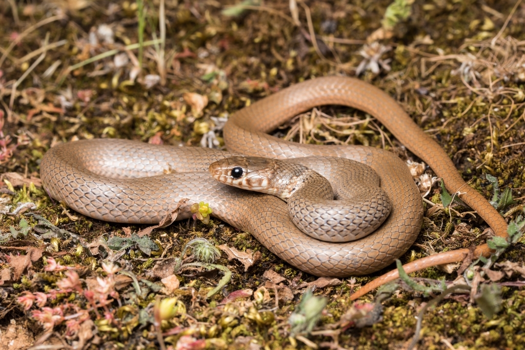 Ring-Headed Dwarf Snake from Unnamed Road, Simi 856 00, Greece on 20 ...