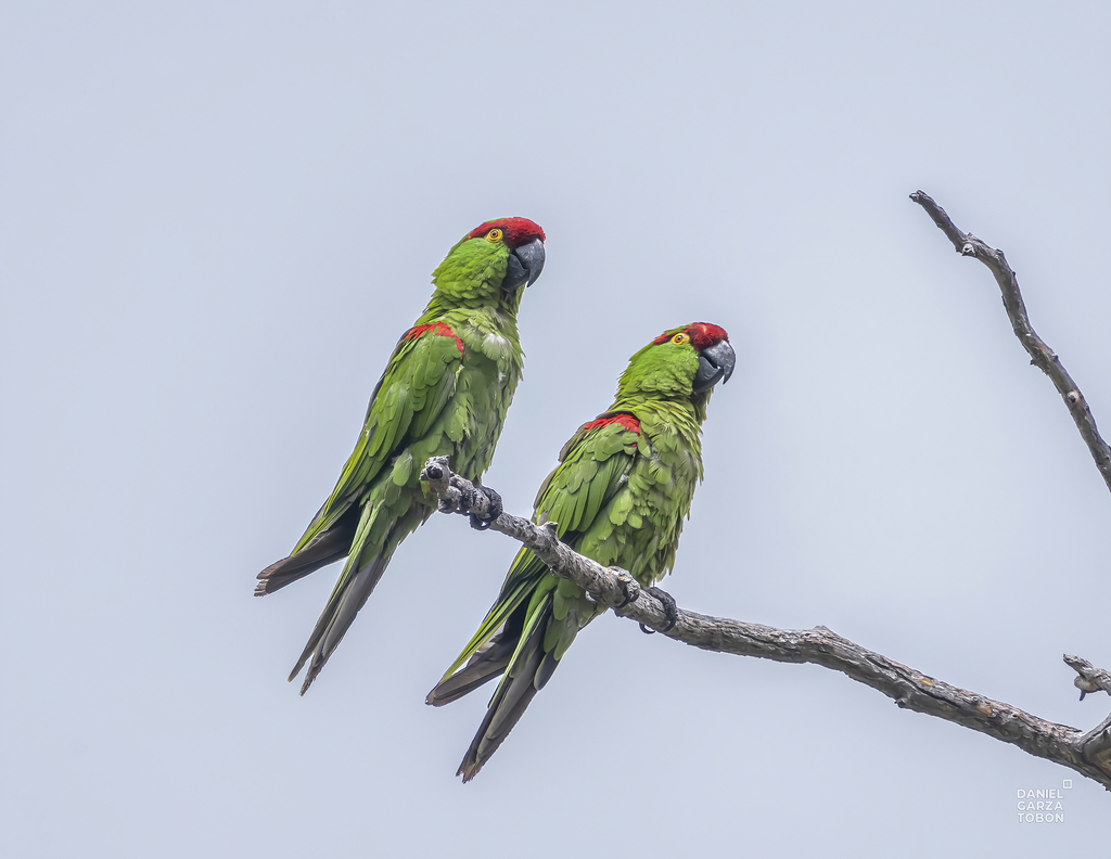 Thick-billed Parrot in September 2020 by Daniel Garza Tobón · iNaturalist