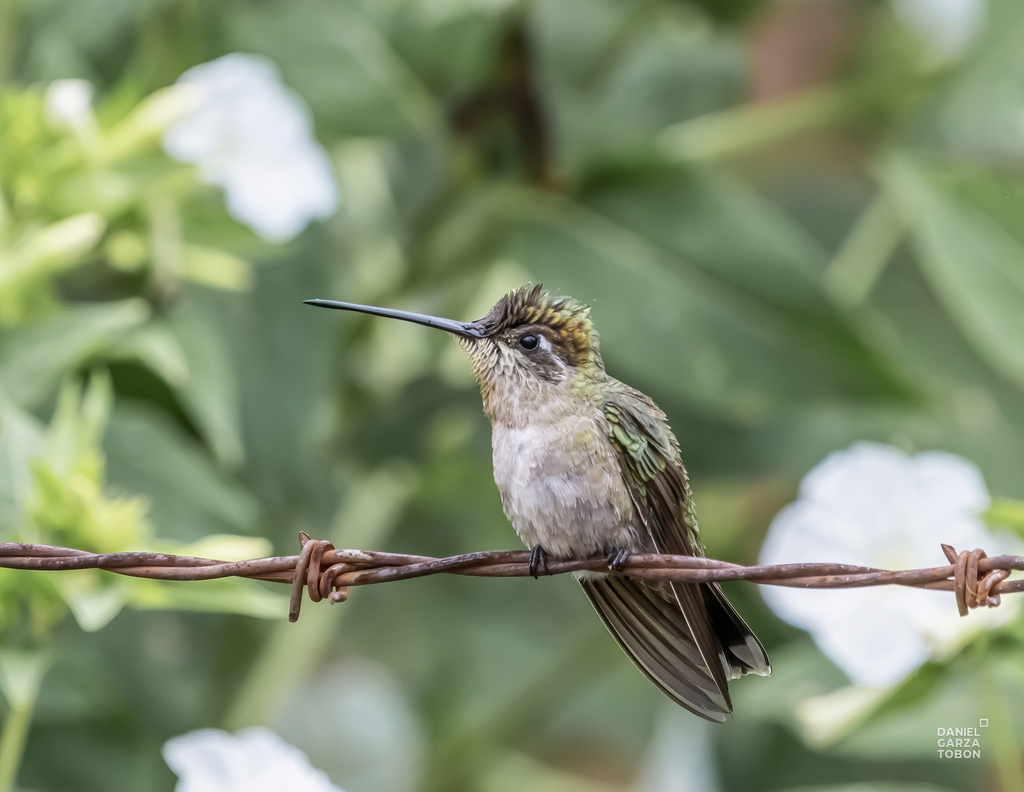 Rivoli's Hummingbird from Madera, Chih., México on September 29, 2020 ...