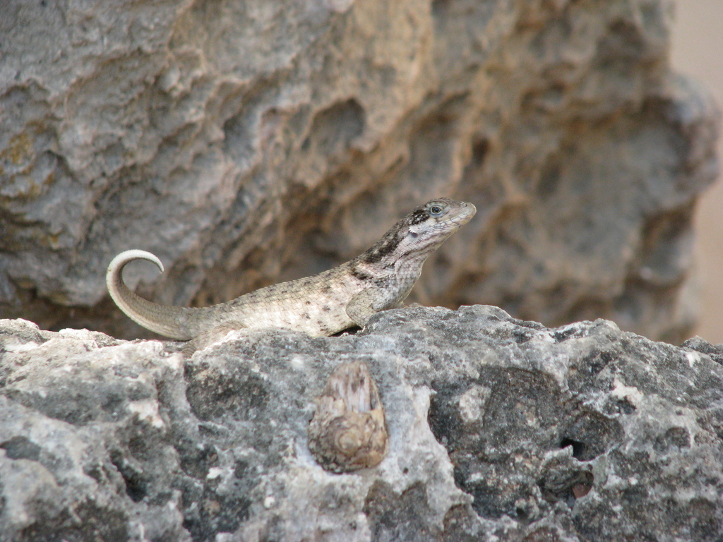 Northern Curly-tailed Lizard from Santiago de Cuba, Cuba on December 18 ...