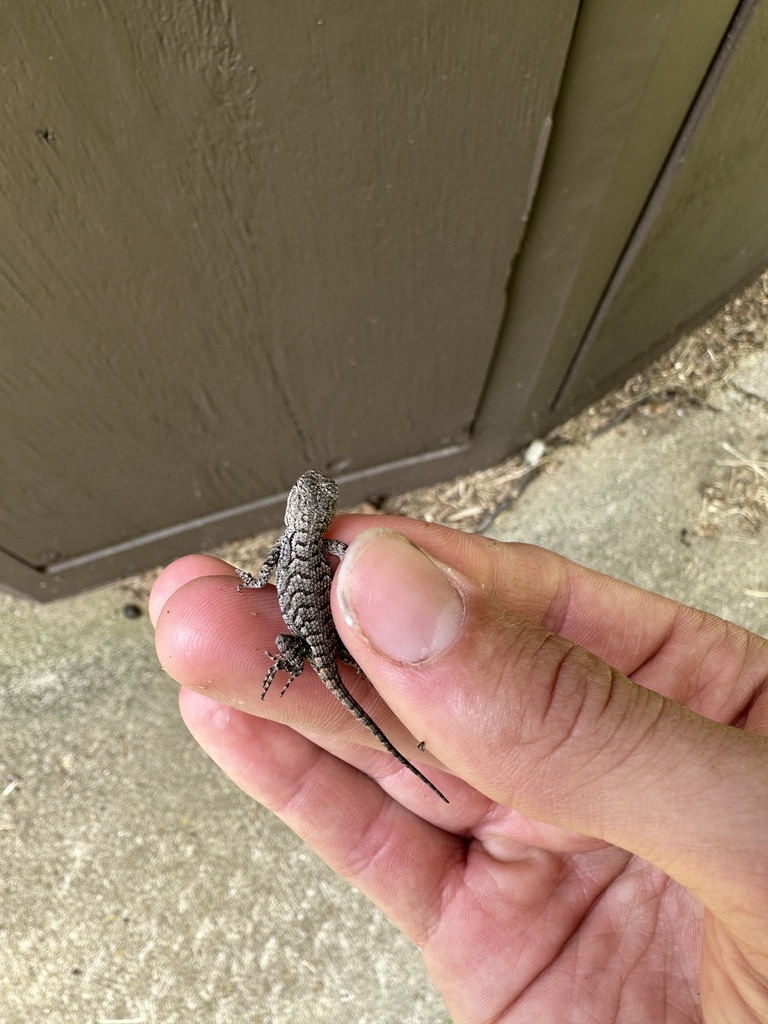 Eastern Fence Lizard from Jackson-Washington State Forest, Brownstown ...