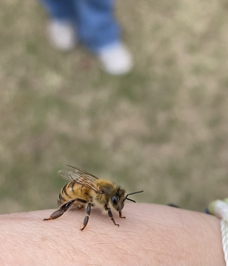 Western Honey Bee from NC State University, Raleigh, NC, US on ...
