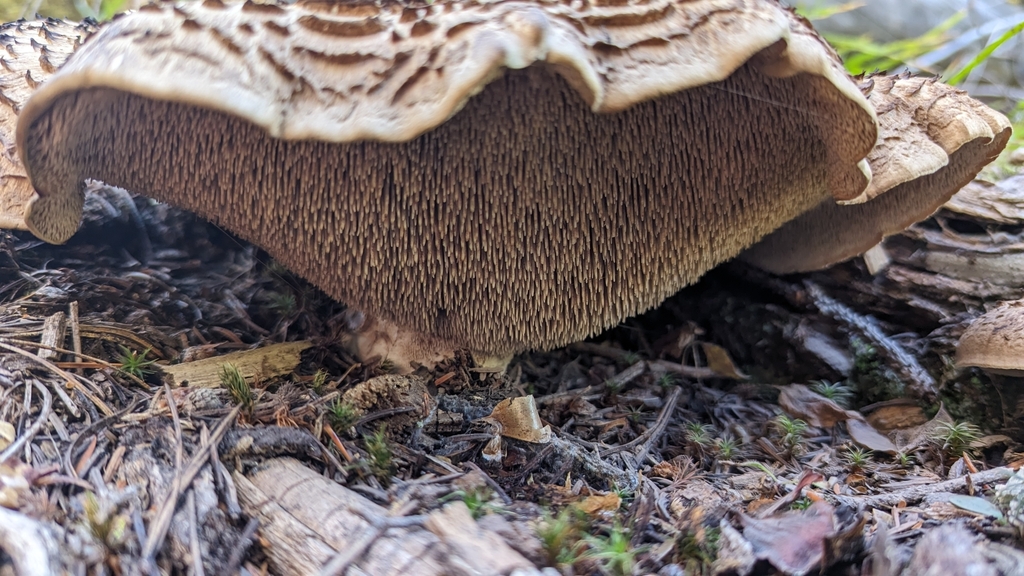 shingled hedgehog from Idaho County, US-ID, US on September 15, 2023 at ...