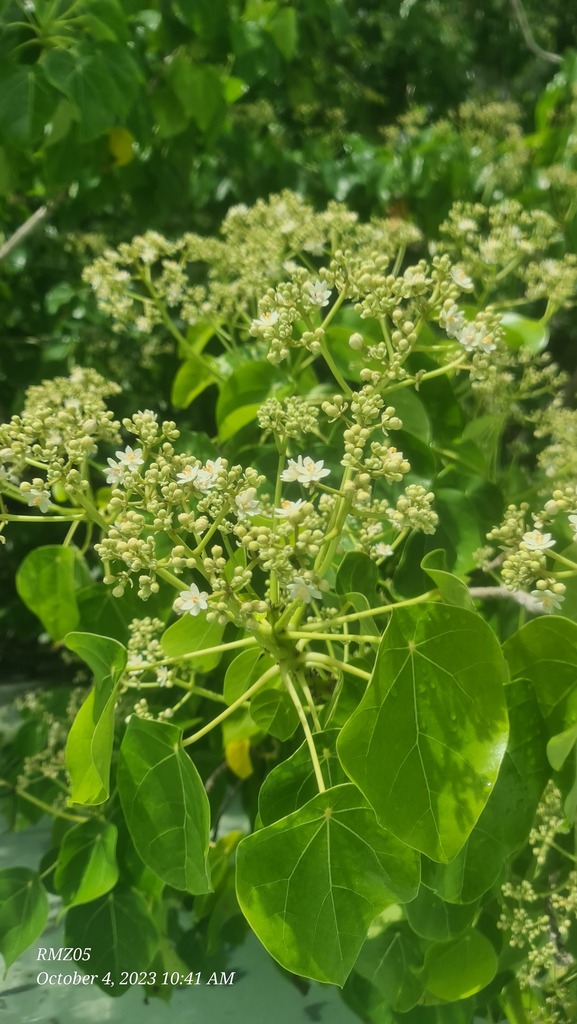 Lantern Tree from Koror, Palau on October 4, 2023 at 10:41 AM by RMZ 05 ...
