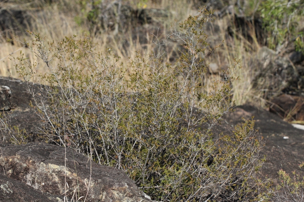 Sannantha brachypoda in September 2023 by Mark McVeigh. Growing out of ...