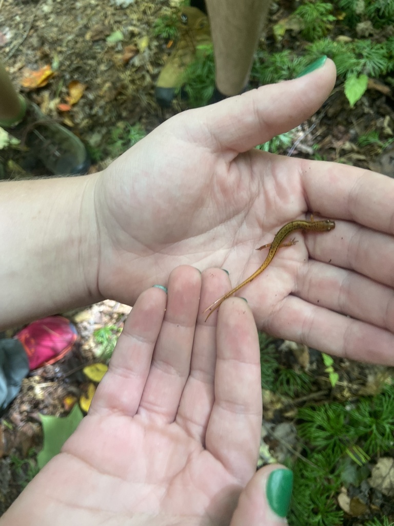 Blue Ridge Two-lined Salamander from Todd, NC, US on September 29, 2023 ...