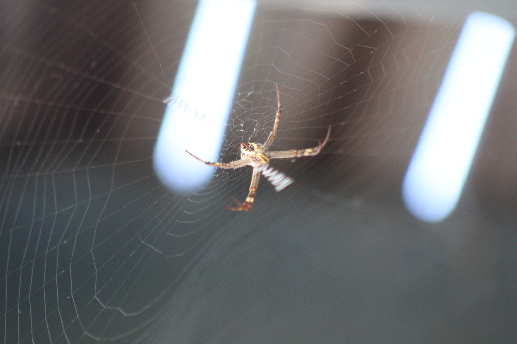 Saint Andrew's Cross Spider from St Mary QLD 4650, Australia on March ...