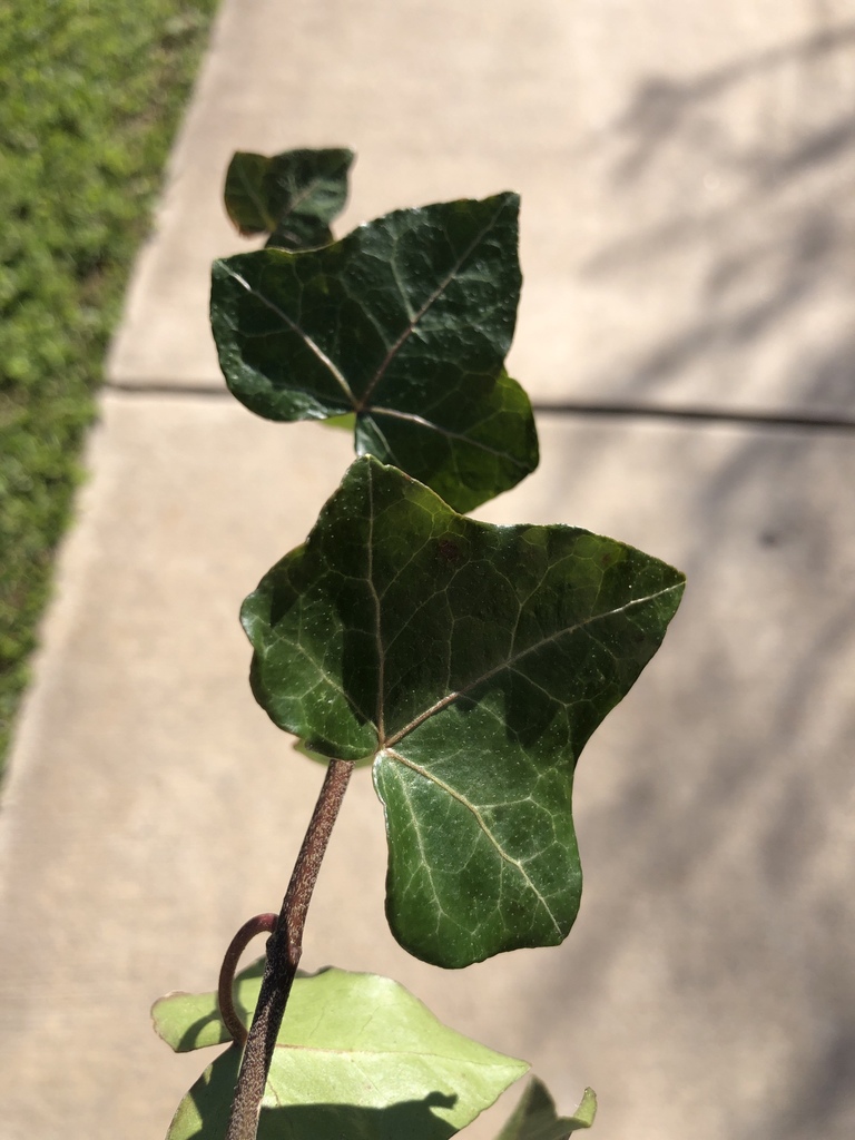 common ivy from 226 Georgia Ave, Barnesville, GA, US on March 6, 2019 ...