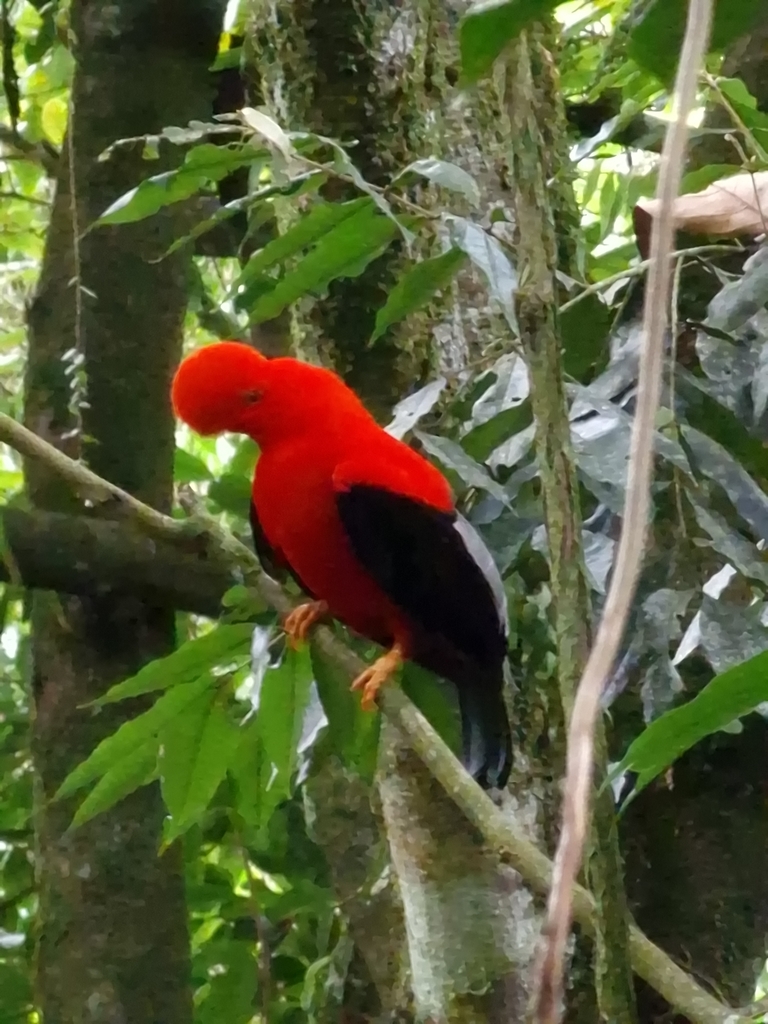 Rupicola peruvianus sanguinolentus in September 2023 by Nos_Péripléties ...