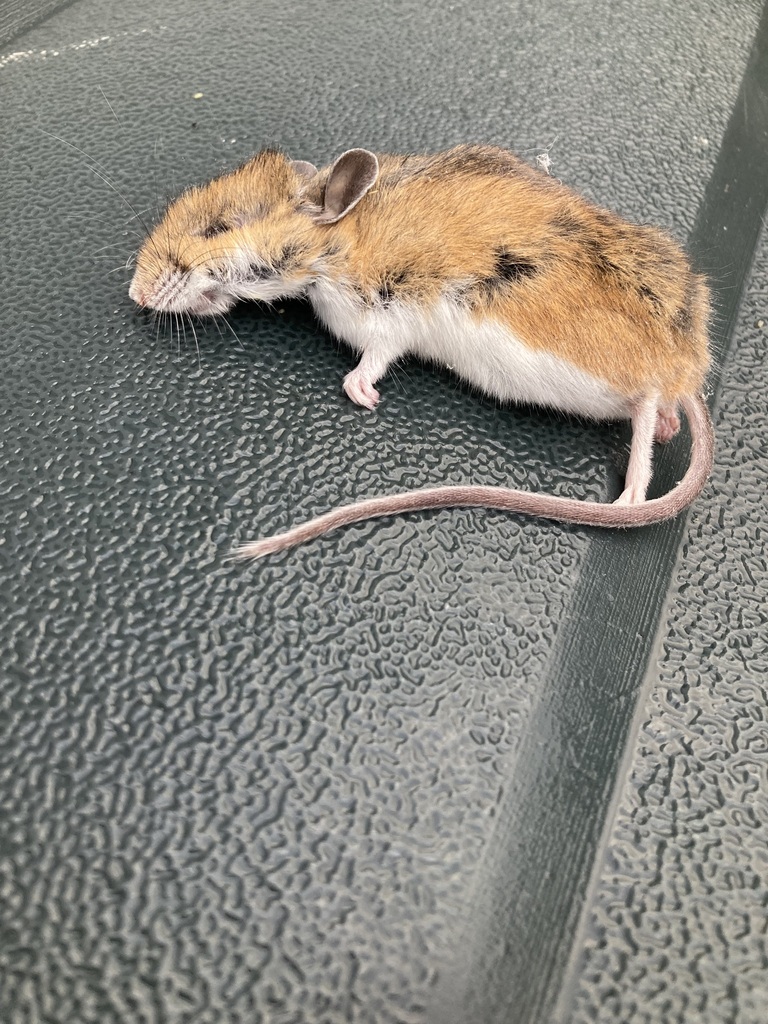 Deer Mouse from Orillia, ON, Canada on April 17, 2023 at 07:14 AM by ...
