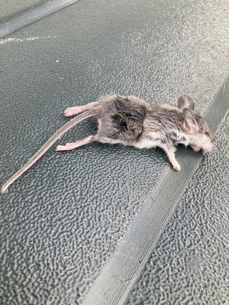 Deer Mouse from Orillia, ON, Canada on April 17, 2023 at 07:15 AM by ...