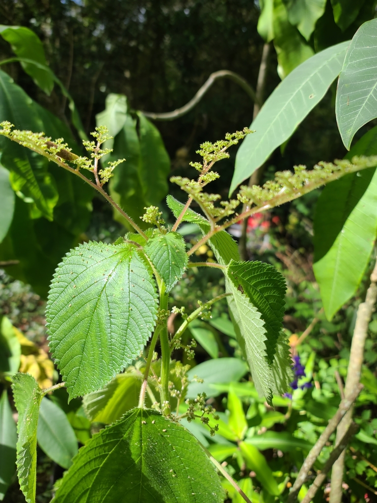 wood nettle from Shady Hills, FL 34610, USA on October 4, 2023 at 11:33 ...