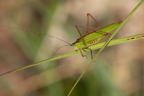 Calopsyra brevicauda · iNaturalist