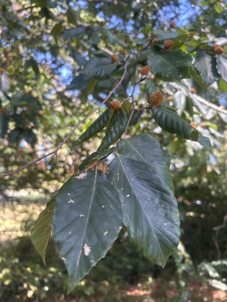 American beech from Bunny Run Rd, Tifton, GA, US on October 4, 2023 at ...