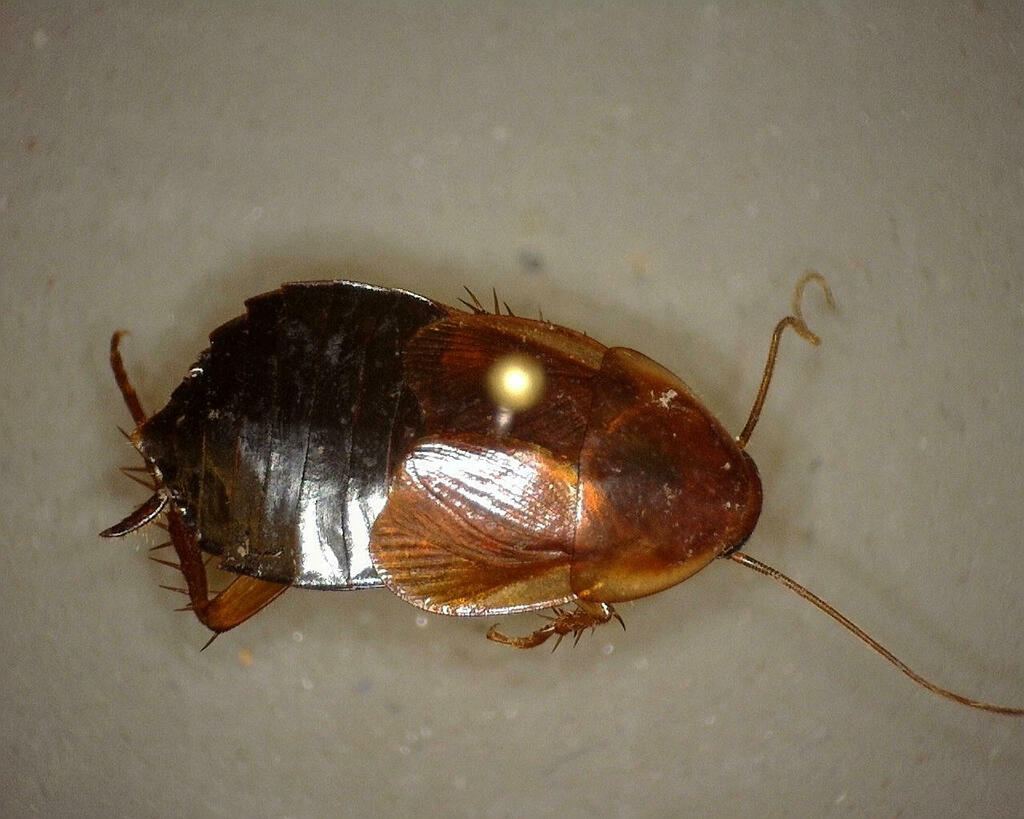 North American Wood Cockroaches from Kimble County, TX, USA on June 28 ...