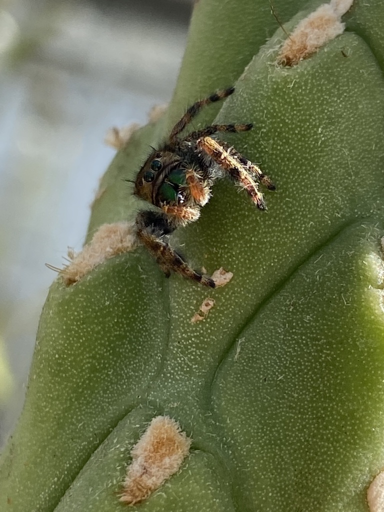 Bold Jumping Spider from Miami University, Hamilton, OH, US on October ...