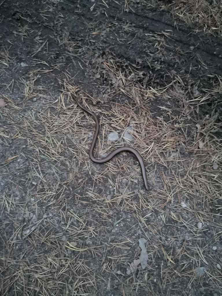 Common Slowworm from Aviemore PH22 1QT, UK on October 2, 2023 at 07:02 ...