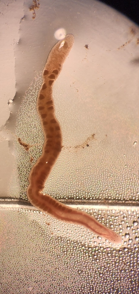 Prostoma from Mt Vernon, IA 52314, USA on October 4, 2023 at 03:06 PM ...