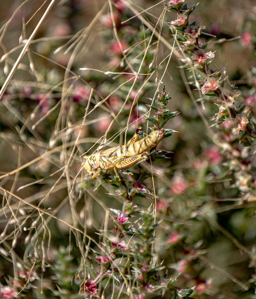 Lakin Grasshopper From Adams County Co Usa On October 2 2023 At 1221 Pm By Michael Patrick 