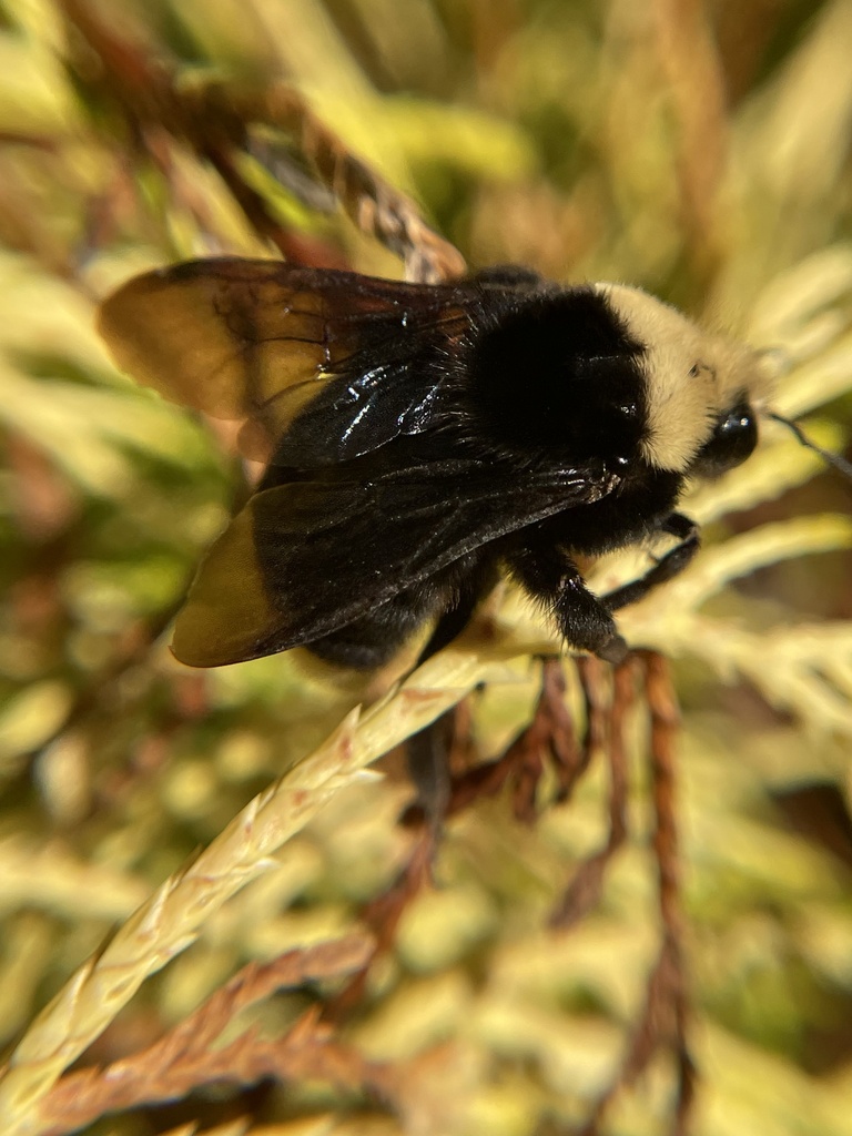 Yellow-faced Bumble Bee from South Seattle College, Seattle, WA, US on ...