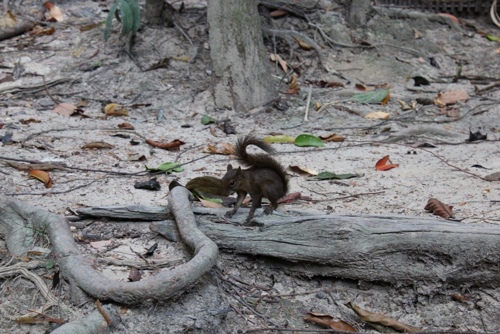 Guianan Squirrel from Terminal - Jardim Botânico - Jorge Teixeira ...