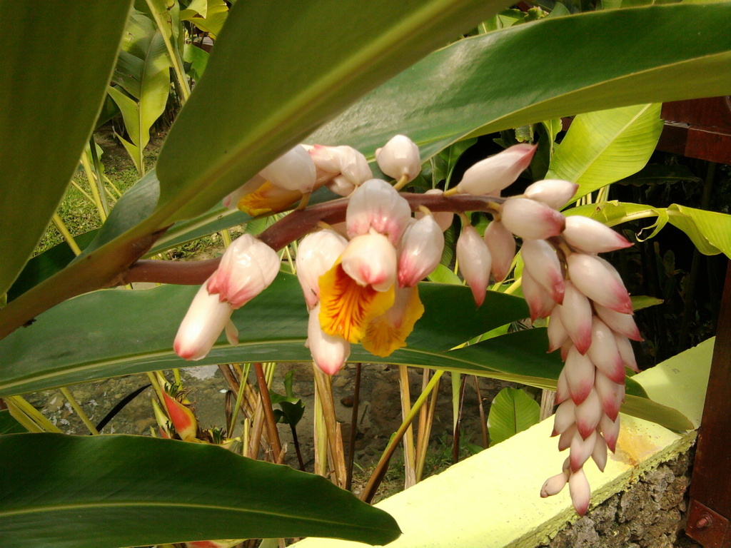 Shell ginger from Fiji Islands, Fiji on February 23, 2015 at 02:20 PM ...