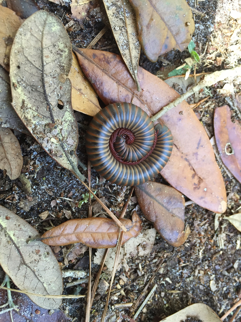 American Giant Millipede Complex from Skidaway Island State Park ...