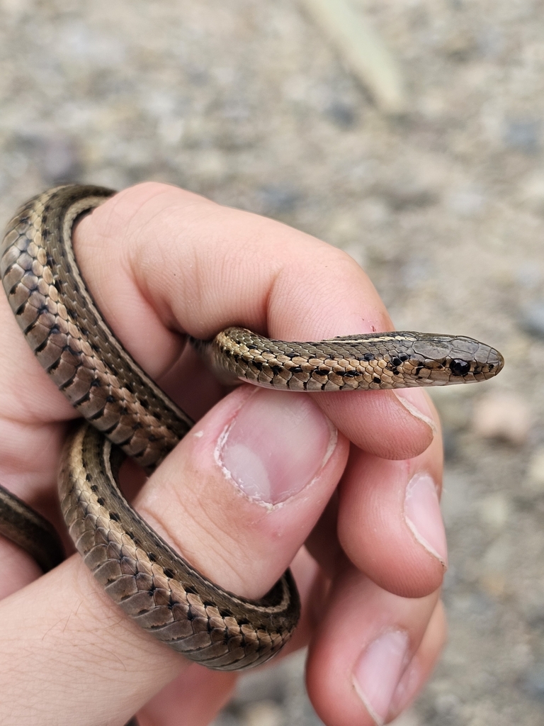 Short-headed Garter Snake in October 2023 by Ripley Kindervater ...