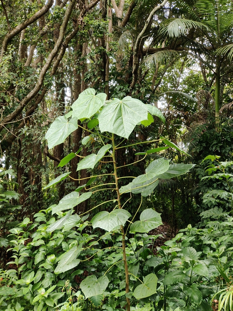 princess tree from Nambour QLD 4560, Australia on October 5, 2023 at 09 ...