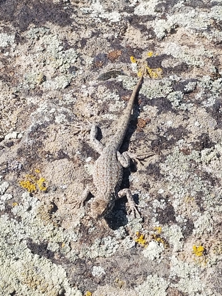 Nevada Side-blotched Lizard from Kimberly, ID 83341, USA on September ...