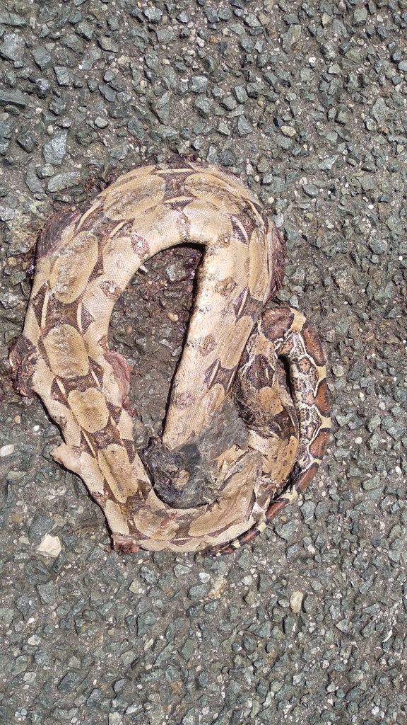 Boa Constrictor from Tobago, Trinidad and Tobago on October 4, 2023 at ...