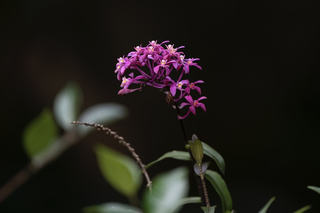 Epidendrum pachytepalum in July 2023 by Mark. Infl terminal ...