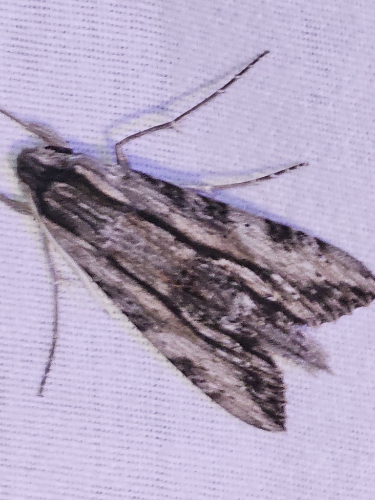 Obscure Sphinx from Point Edward, ON, Canada on October 4, 2023 at 08: ...