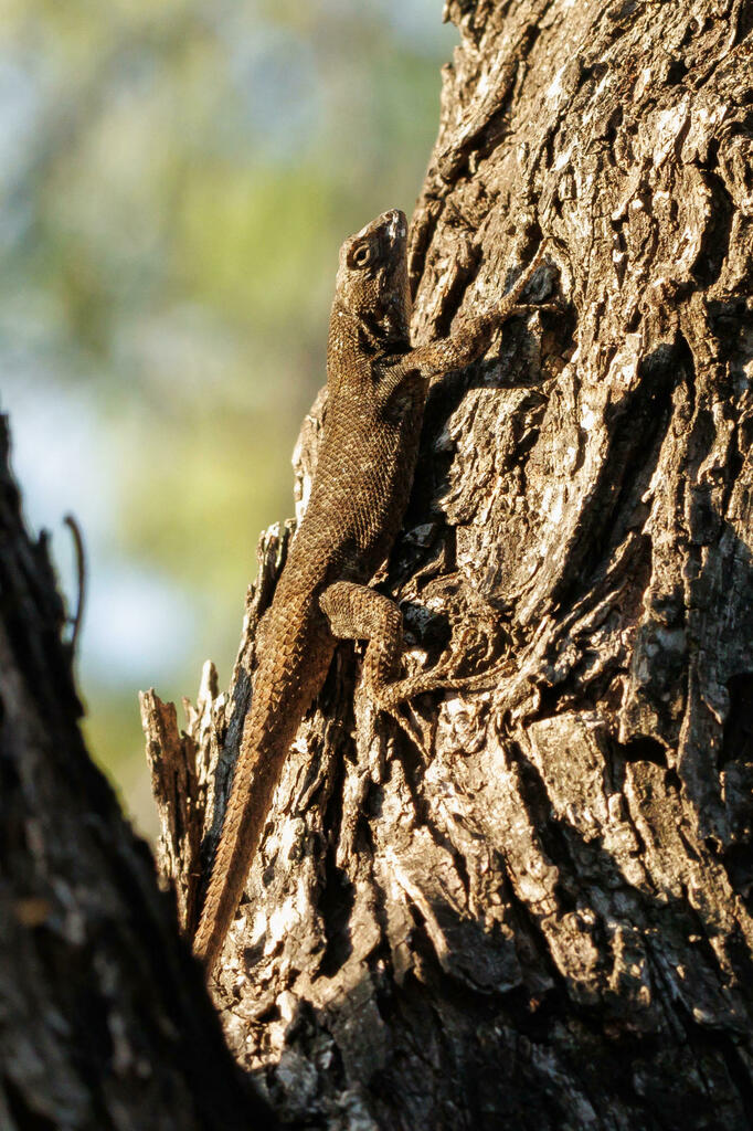 Graphic Spiny Lizard in September 2023 by Chris Rorabaugh · iNaturalist