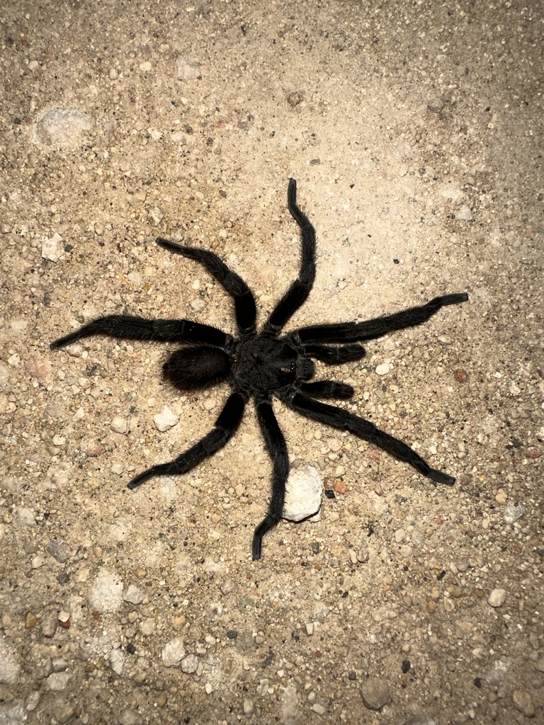 Wafer-lid Trapdoor Spiders from MBH Maya Bacalar, Bacalar, Q. Roo., MX ...