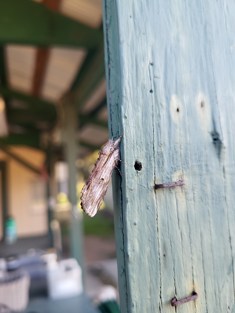 Butterflies and Moths from Three Lakes Wildlife Management Area on ...