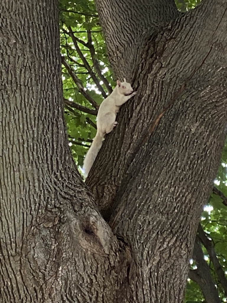 Eastern Gray Squirrel from Glenhurst Ave, St. Louis Park, MN, US on ...